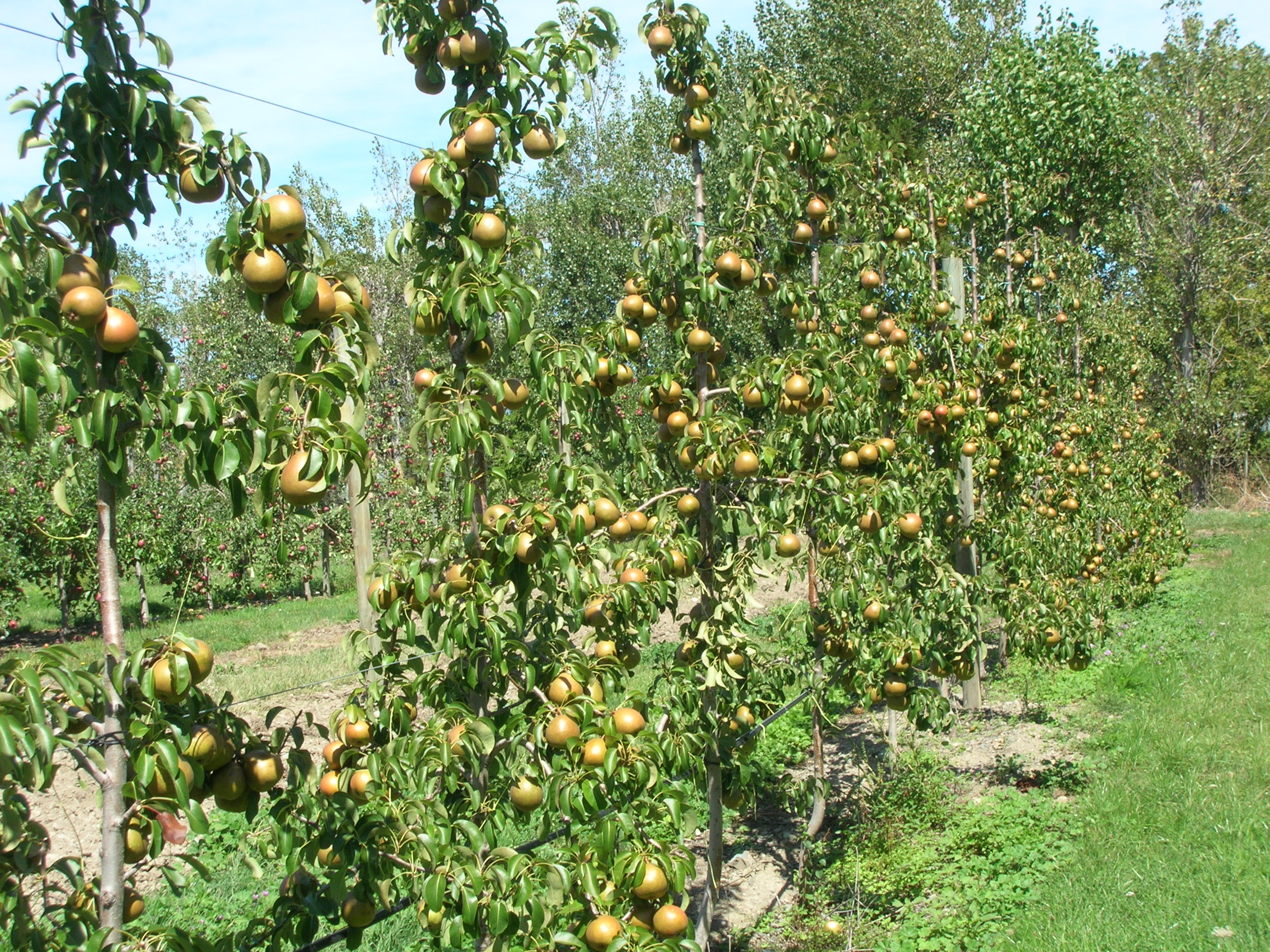 Pear Rootstocks