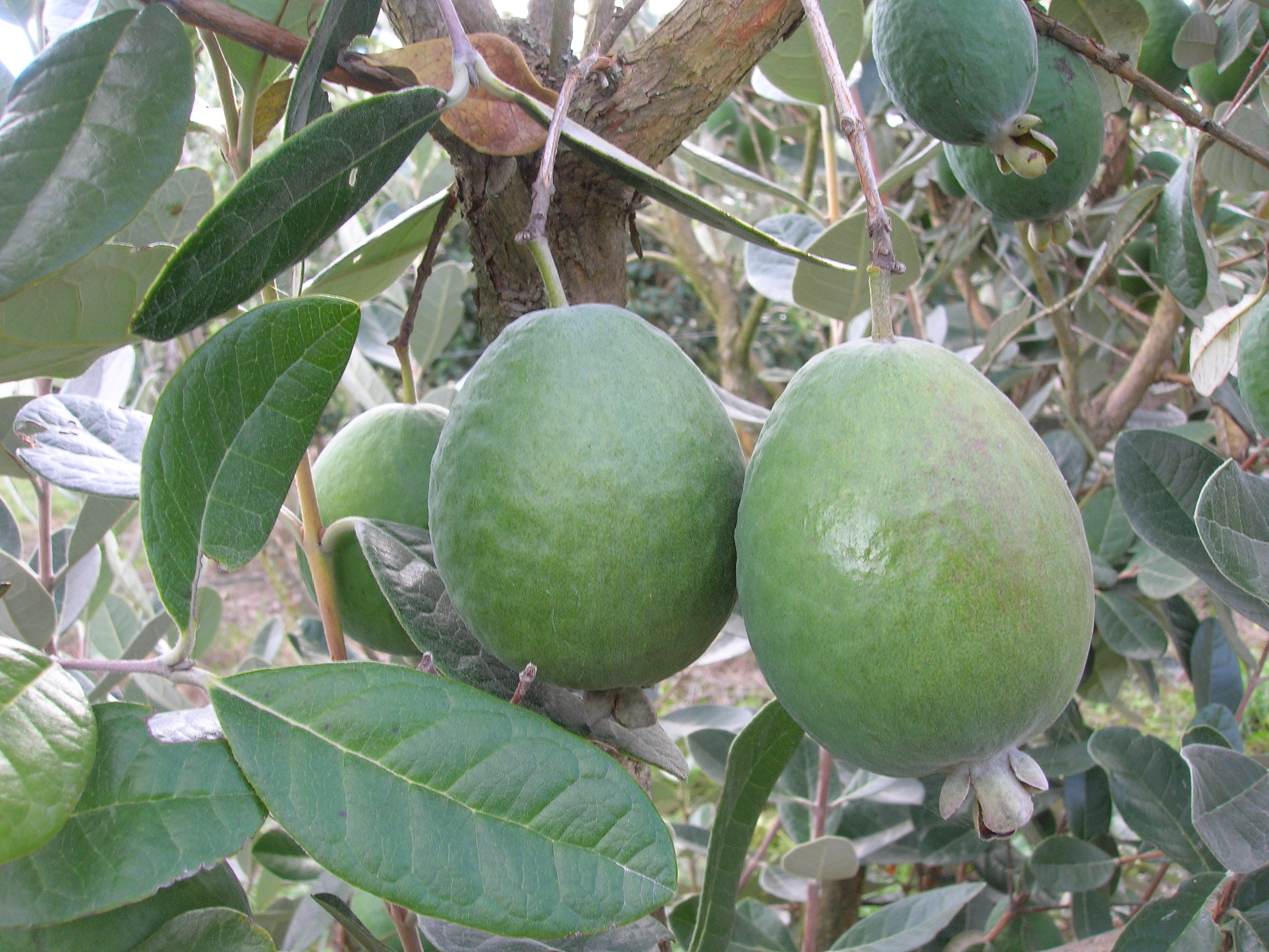 Feijoas
